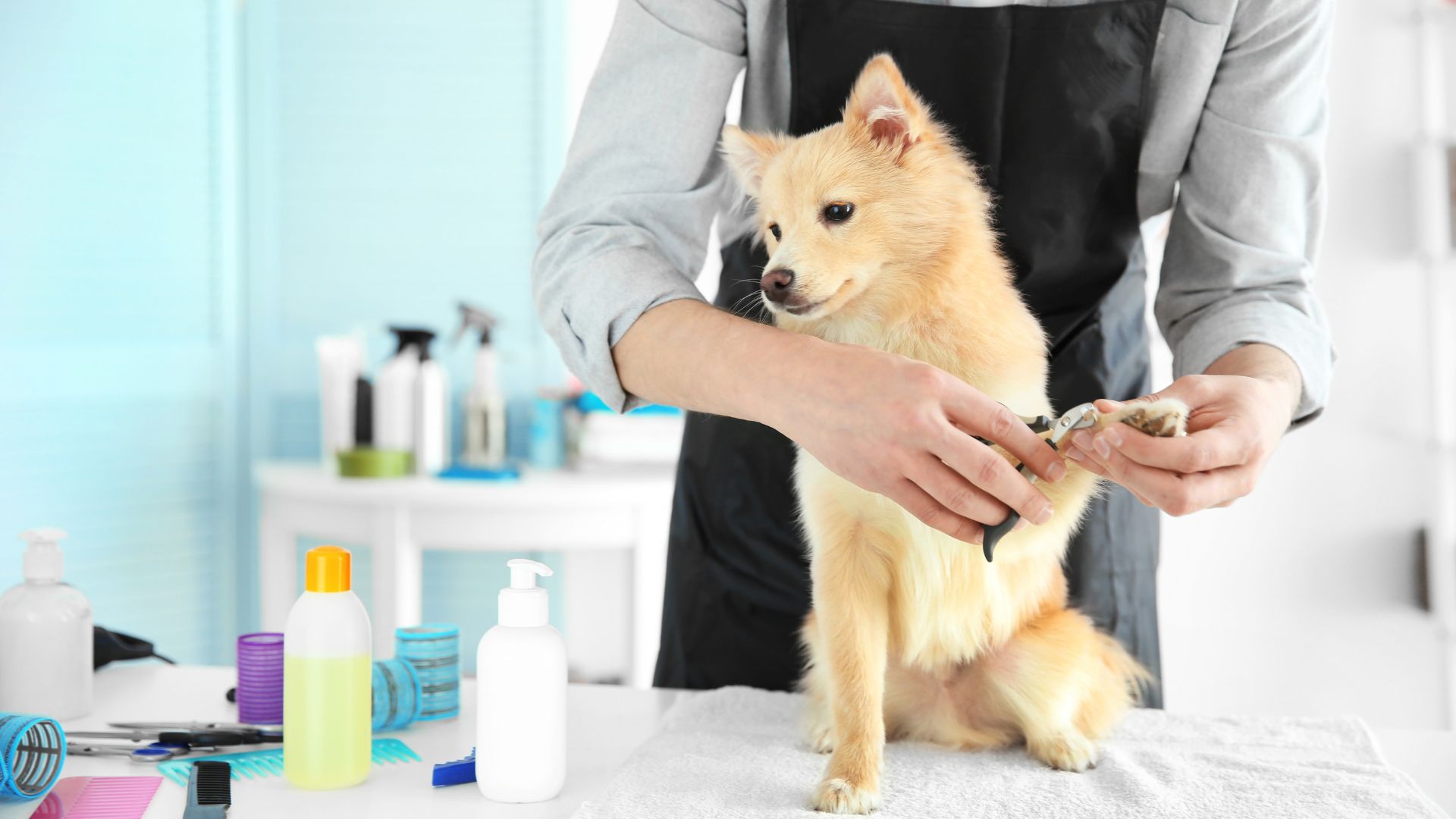 Pet Grooming In Richmond, VA | Farmer's Veterinary Hospital
