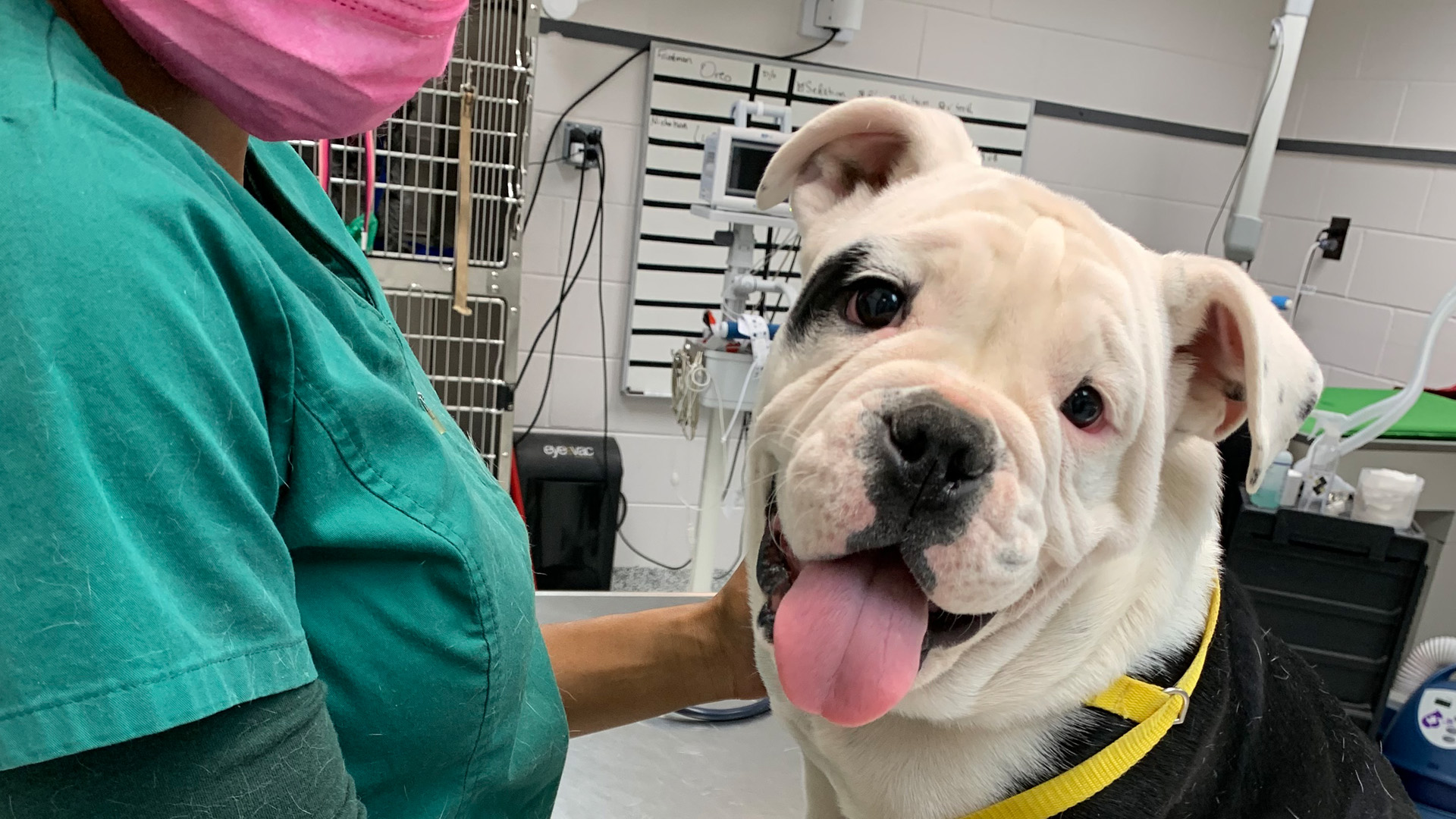 Pet Preventative Care In Richmond VA | Farmer's Vet Hospital